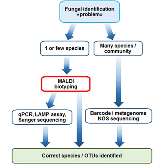 Maldi Tof Ms Mold Identification Test Cost In Delhi Gdic